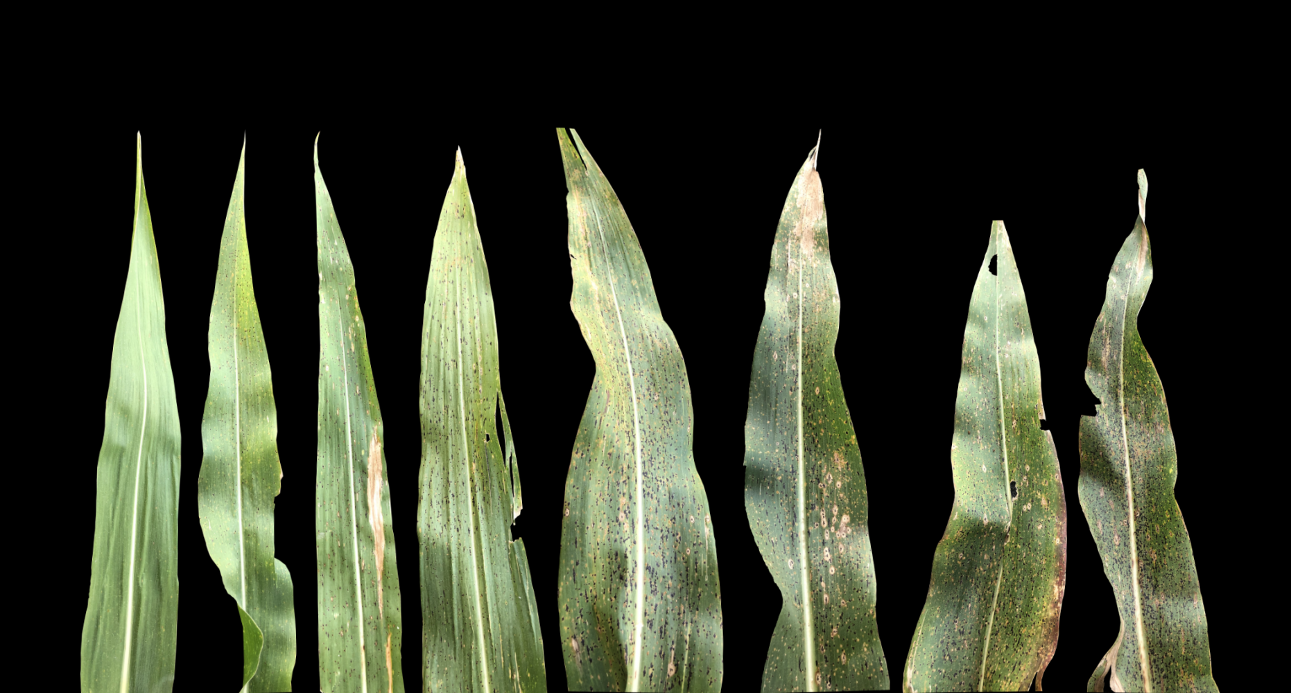 Illinois researchers find exotic sources of resistance to tar spot in ... Illinois researchers find exotic sources of resistance to tar spot in ...